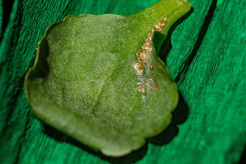 Leaf of a Plant Damaged by a Disease on Green Paper Stock Photo - Image ...