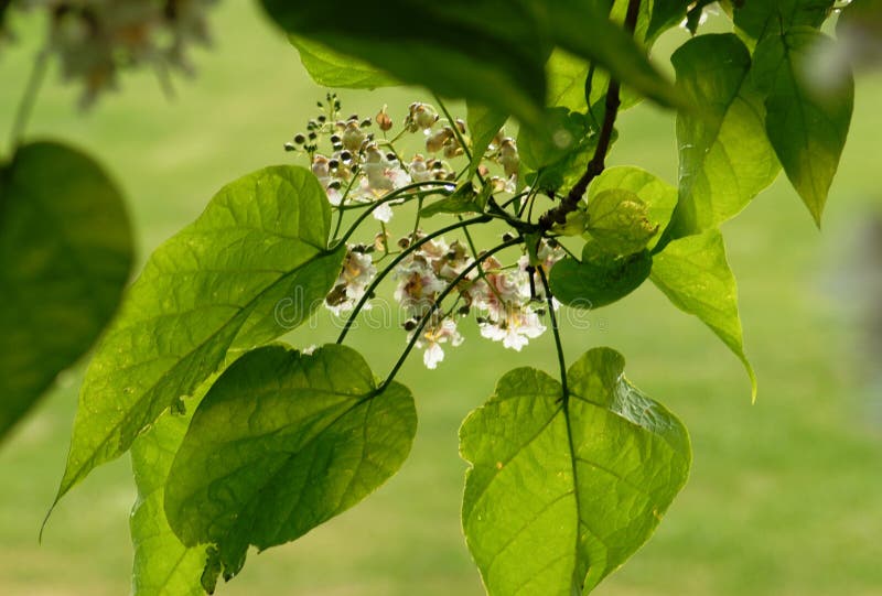 Leaf, Plant, Flora, Tree Picture. Image: 116413052
