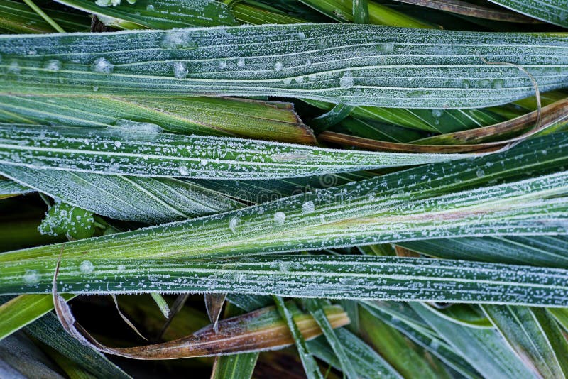 Leaf, Plant, Grass Family, Grass Picture. Image: 112120952