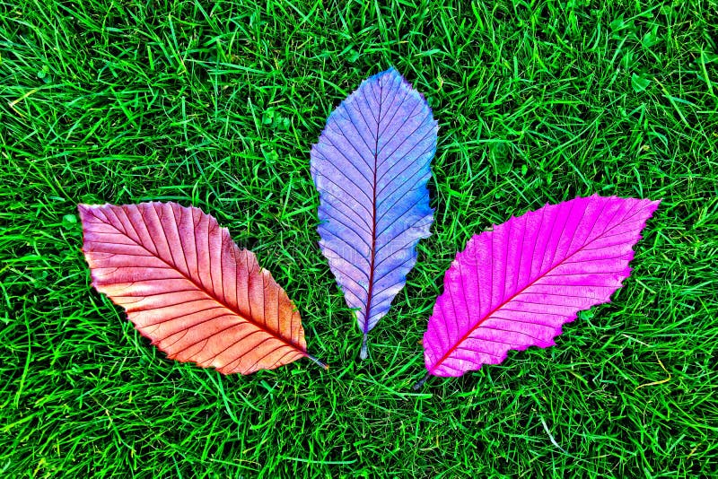 Leaf, Plant, Grass, Tree stock photo. Image of plant - 109329834