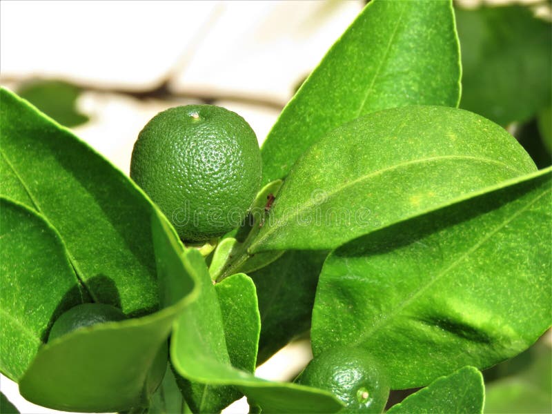 Leaf, Plant, Key Lime, Fruit Stock Photo - Image of leaf, fruit: 118325074
