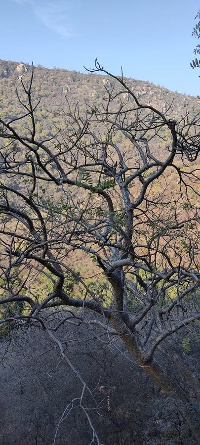 Leaf less plant stock image. Image of forest, deciduous - 266966731