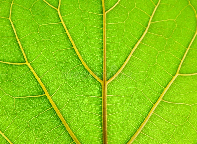 Leaf, Plant, Deciduous, Pattern Picture. Image: 132949704