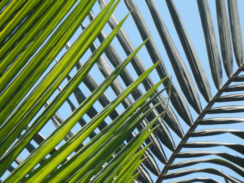 Leaf, Plant, Line, Tree stock photo. Image of arecales - 119866780