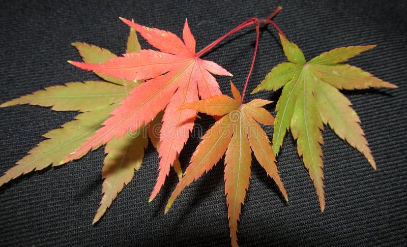 Leaf, Plant, Maple Leaf, Tree Picture. Image: 118871606