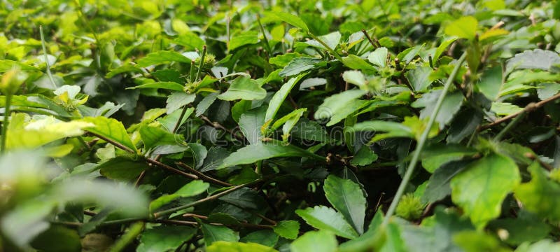 Leaf Plant Nature Forest Herb Blossom Stock Photo - Image of branch ...