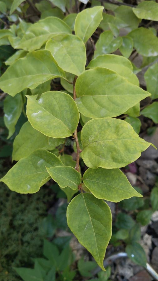 A Leaf of a Plant Photographed with High Accuracy Stock Image - Image ...