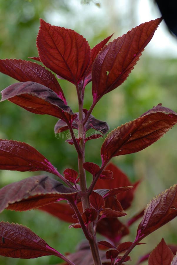 Leaf, Plant, Plant Stem, Amaranth Family Stock Image - Image of plant ...
