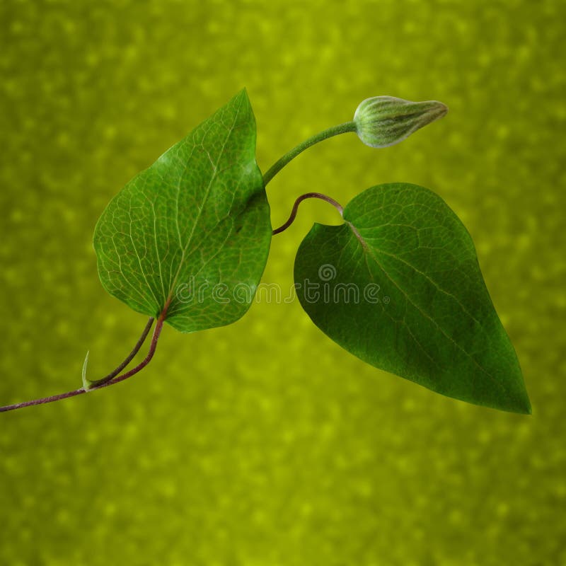Leaf, Plant, Plant Stem, Macro Photography Picture. Image: 113639302