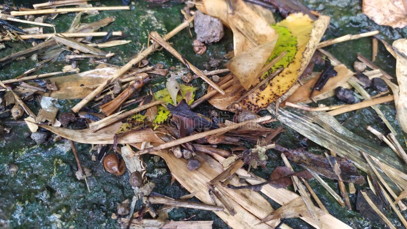 Leaf and plant stem waste stock photo. Image of stem - 354072606