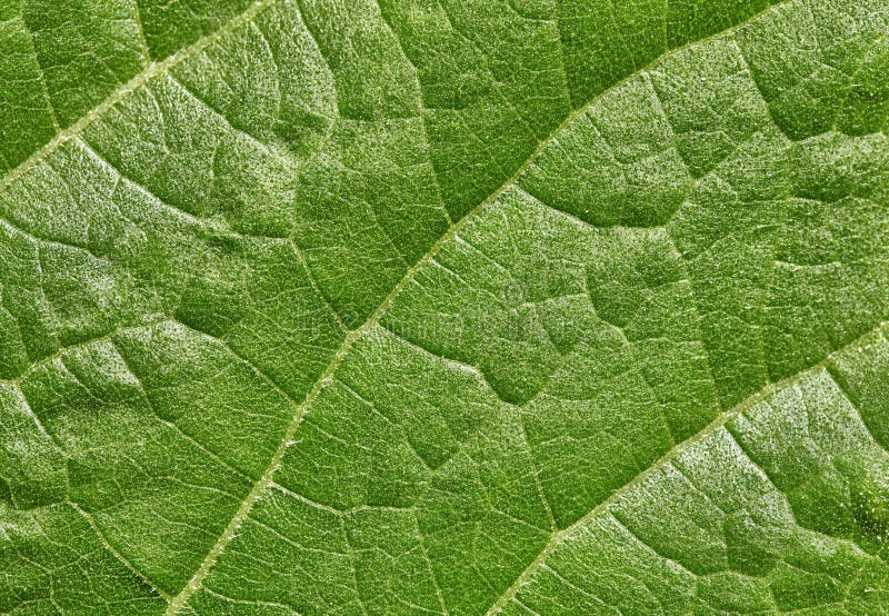 Leaf of Plant Surface Background Stock Image - Image of growth, floral ...
