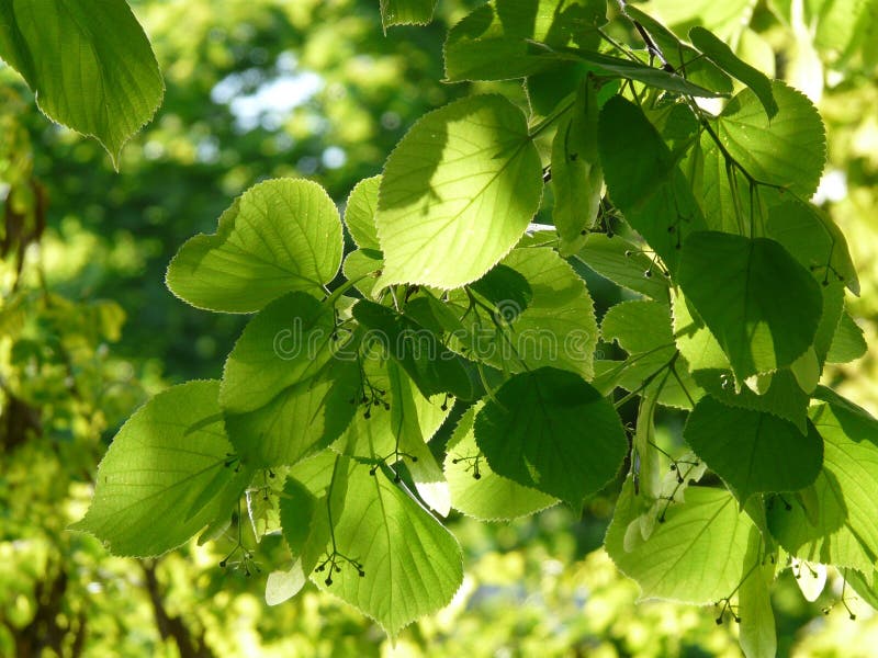 Leaf, Plant, Tree, Branch stock photo. Image of leaf - 97502508
