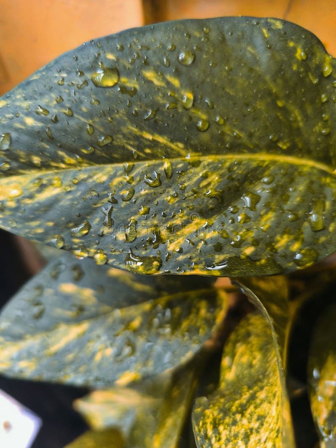 Leaf Plants Exposed To Rainwater in the Forest Stock Image - Image of ...