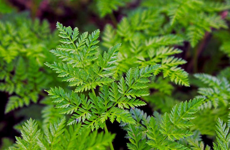 Found some carrot seeds on the way : r/valheim