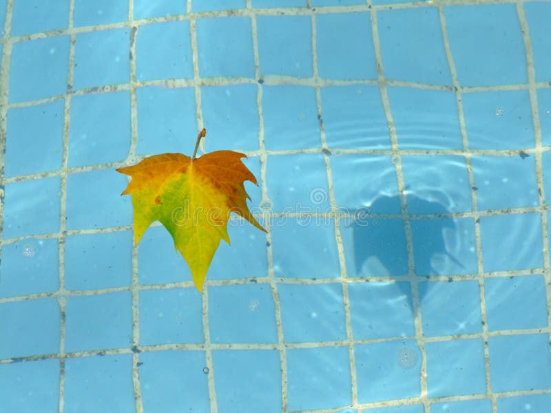 Leaf in Pool stock image. Image of pool, fall, water - 198852245
