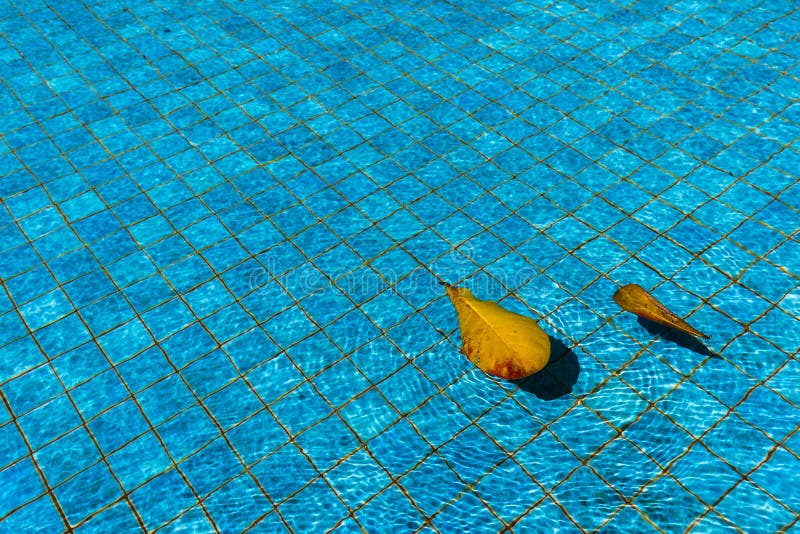 Leaf in pool stock image. Image of blue, diving, pool - 205408823