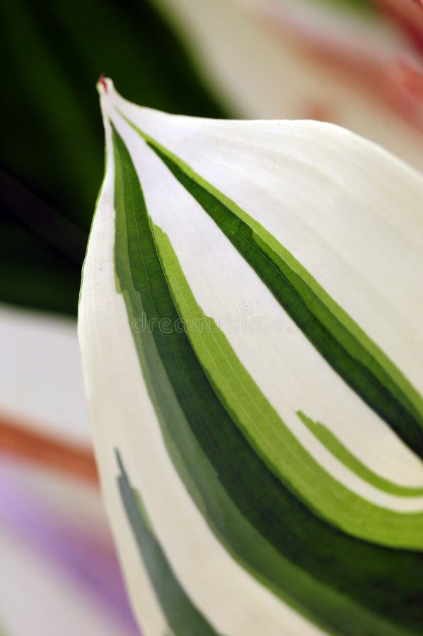 Leaf print stock photo. Image of natural, detail, colored - 10995808