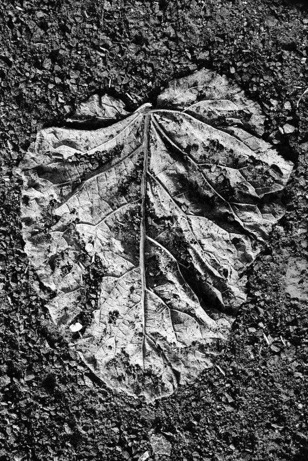 Leaf print stock illustration. Illustration of abstract - 16290819