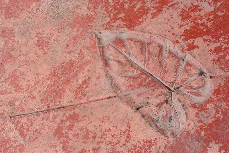 Leaf Print on Cement Texture Stock Photo - Image of style, concrete ...