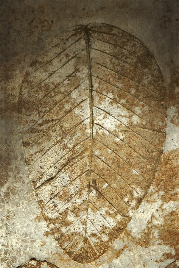 Leaf Print on Concrete Texture Stock Photo - Image of rough, dirty ...