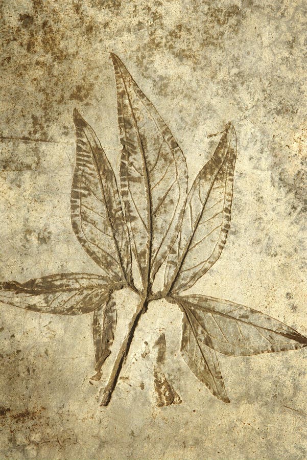 Leaf Print on Concrete Texture Stock Photo - Image of background, dust ...