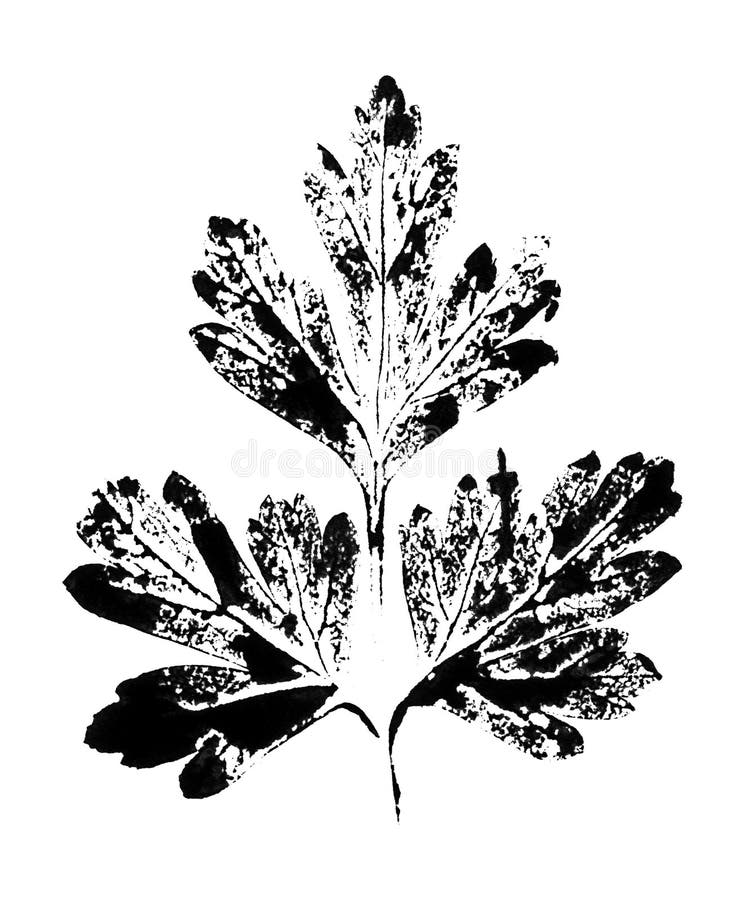 Leaf print with ink. stock illustration. Illustration of minimalist ...