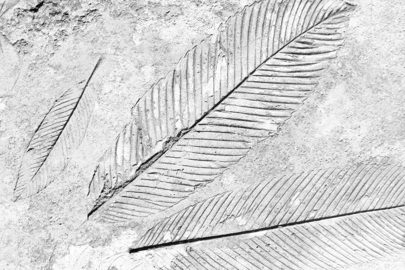Leaf Print Patterns in Concrete Floor Grey White Background Stock Photo ...