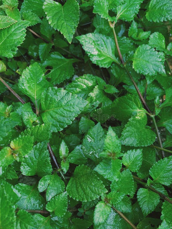 Leaf stock photo. Image of beuatiful, leaf, green, pure - 204692256