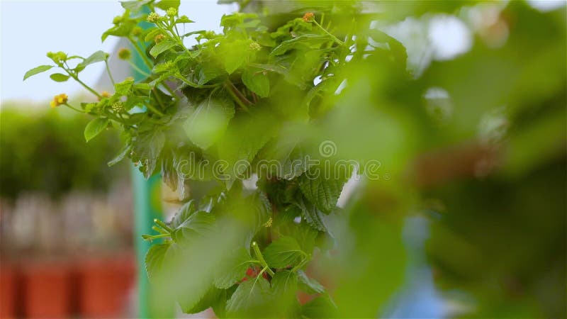 Leaf Pruning Machine, Automatic Leaf Pruning Machine, Conveyor Line ...