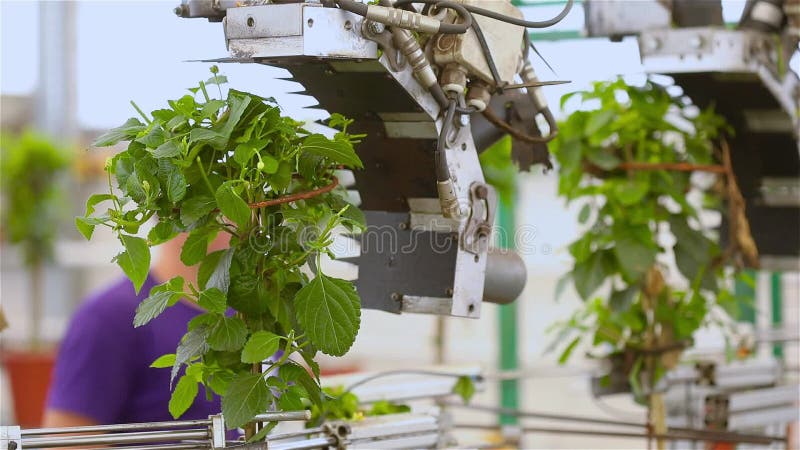 Leaf Pruning Machine, Automatic Leaf Pruning Machine, Conveyor Line ...