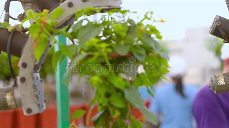 Leaf Pruning Machine, Automatic Leaf Pruning Machine, Conveyor Line ...