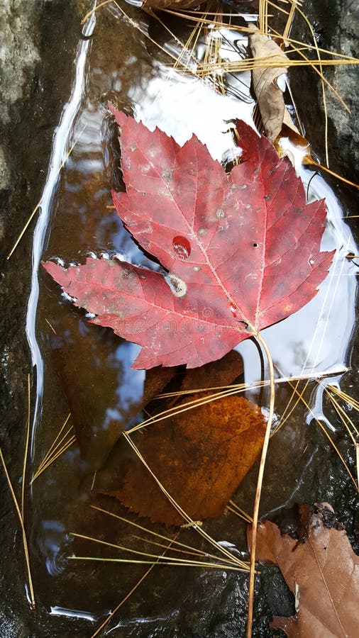 Leaf in the puddle stock image. Image of fall, nature - 171937247