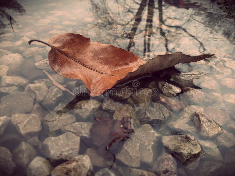Leaf Puddle Rain Gloomy Fall Stock Photo - Image of gloomy, fall: 165604180