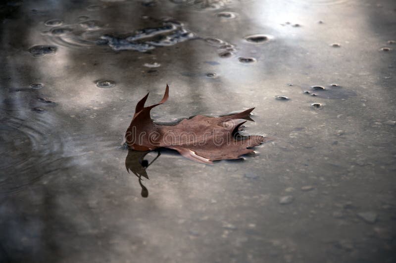A Leaf in a Puddle of Water Stock Photo - Image of single, wind: 55093226