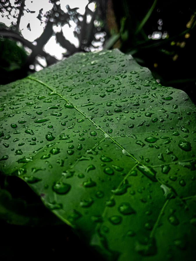 Leaf after Rain Wallpaper Nature Plan Stock Photo - Image of leaf ...