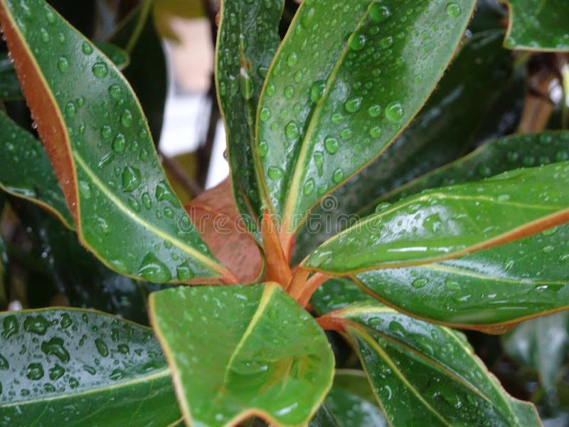 Leaf with Raindrops after Storm Stock Photo - Image of brown, bloom ...