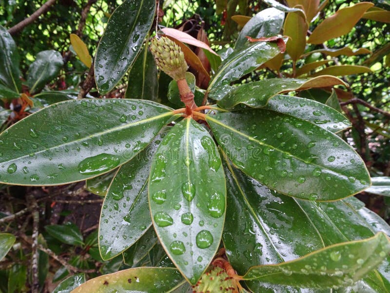 Leaf with Raindrops after Storm Stock Photo - Image of environmental ...