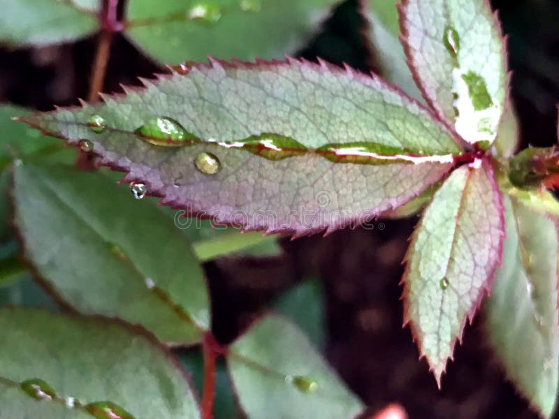 Leaf with Raindrops after Storm Stock Image - Image of drop, floral ...