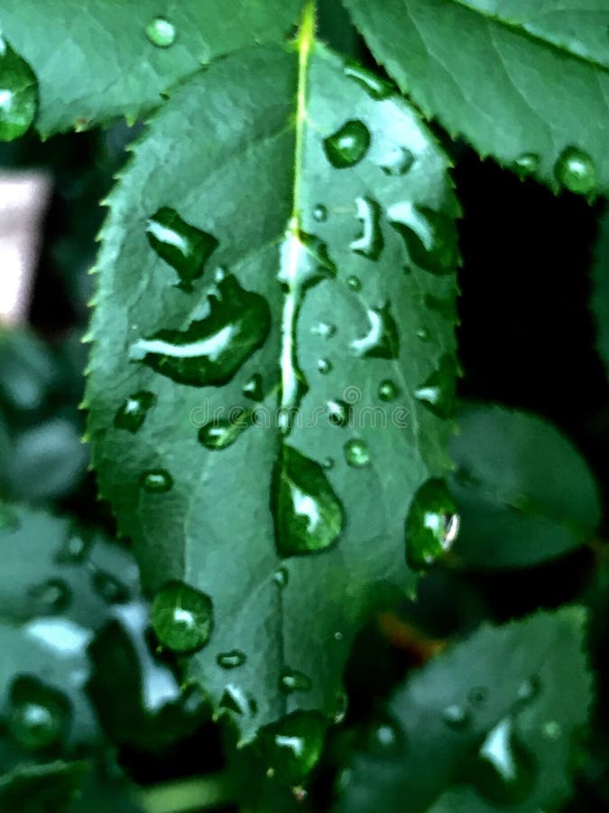 Leaf with Raindrops after Storm Stock Image - Image of storm, raindrops ...