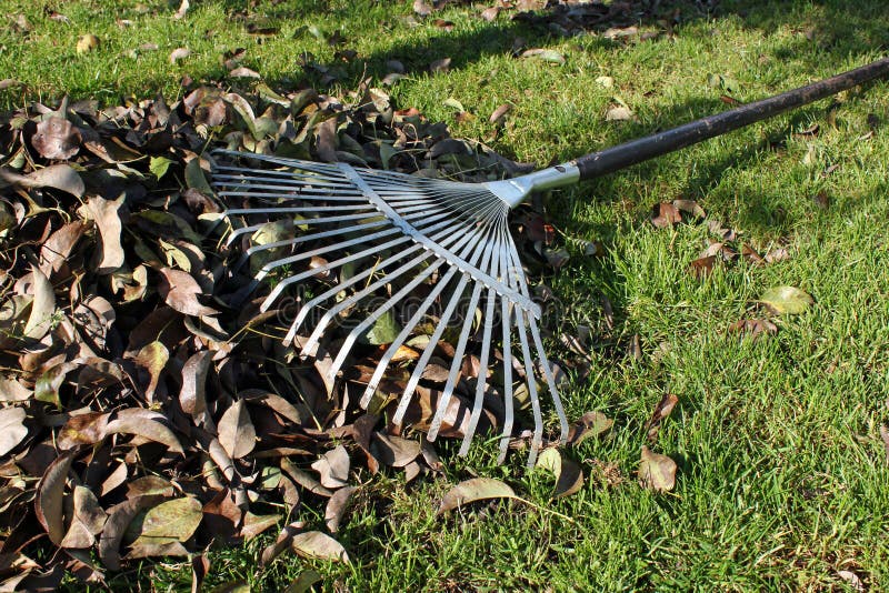 Leaf rake stock photo. Image of clean, fall, pile, season - 21727738