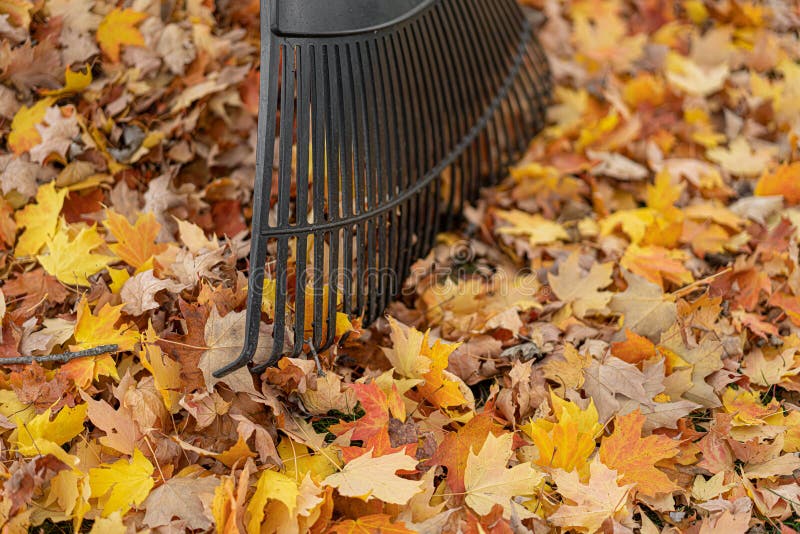 Leaf Rake with Colorful Fall Leaves is Rady To Go To Work Stock Photo ...