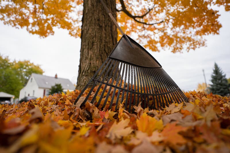 Leaf Rake with Colorful Fall Leaves is Rady To Go To Work Stock Image ...