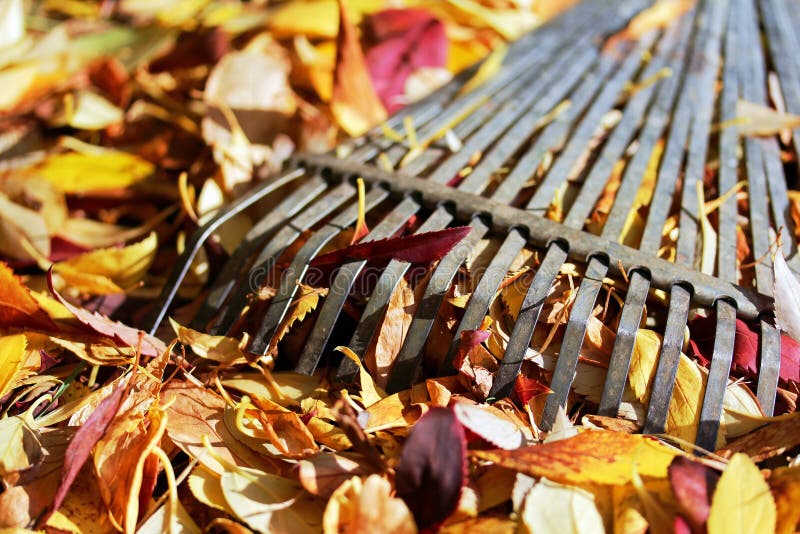 A Leaf Rake for Fall Foliage Stock Image - Image of work, autumn: 62324145
