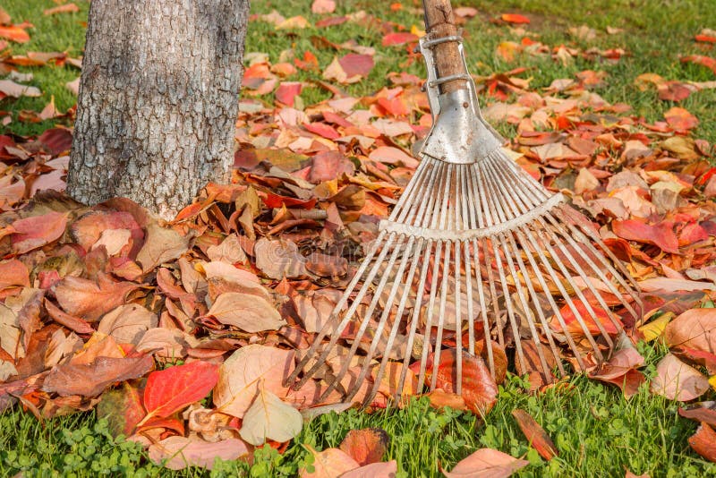 Leaf rake and leaves stack stock photo. Image of gardening - 62513188