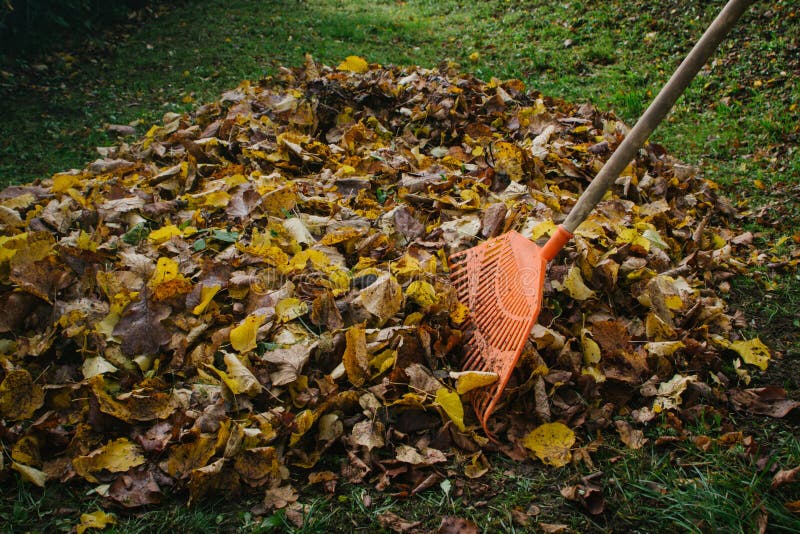 Leaf rake and leaves stack stock photo. Image of gather - 102311304