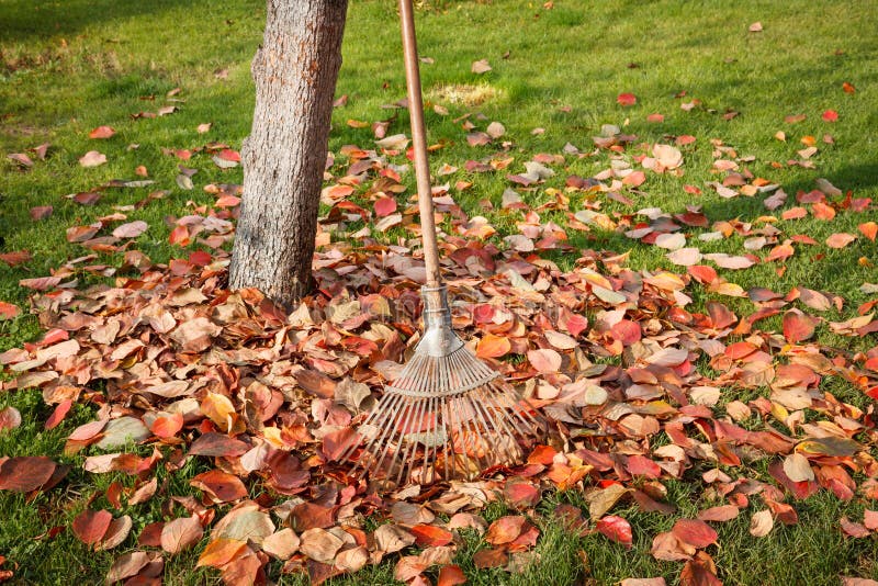 Leaf rake and leaves stack stock image. Image of green - 62362087
