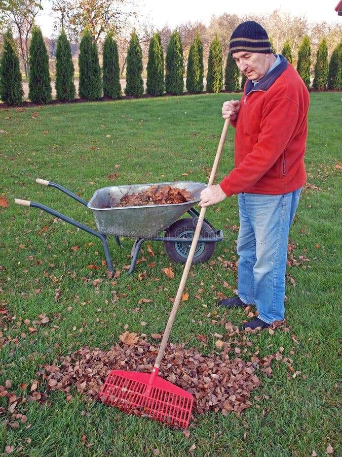 Raking Leaves stock image. Image of raking, autumn, senior - 11458593