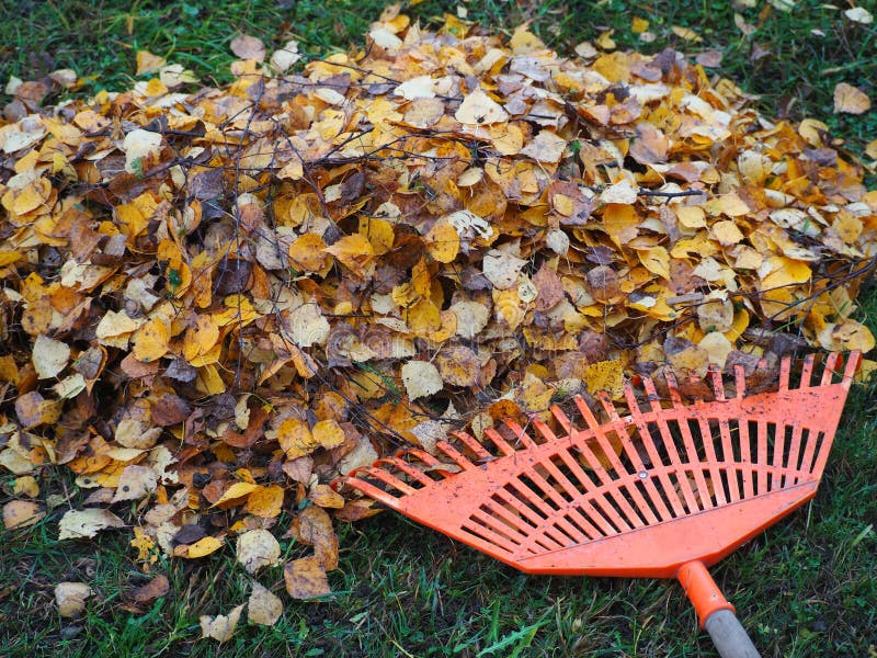 Raking leaf pile stock image. Image of maple, rake, leaf - 45856201