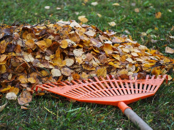 Leaf Raking in Autumn. Rake and Leaf Stack Stock Photo - Image of tree ...