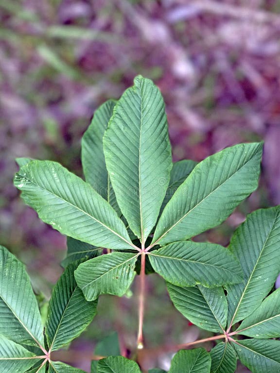 Red Buckeye Leaf stock photo. Image of tree, identification - 421853138